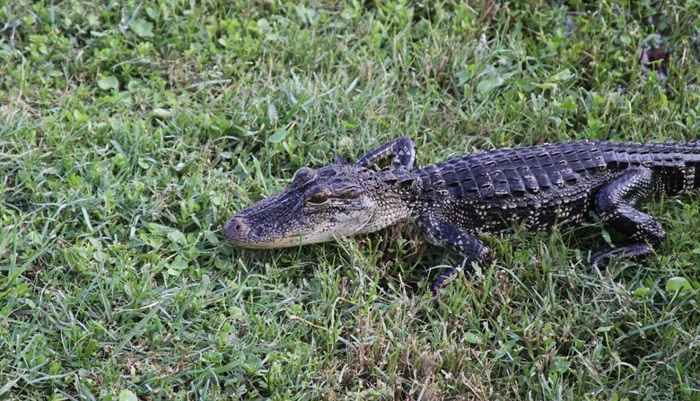 Jedanaest beba krokodila pobjeglo iz australijskog parka