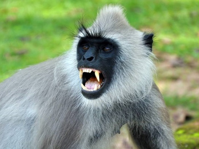 Majmun u Indiji usmrtio desetogodišnjeg dječaka