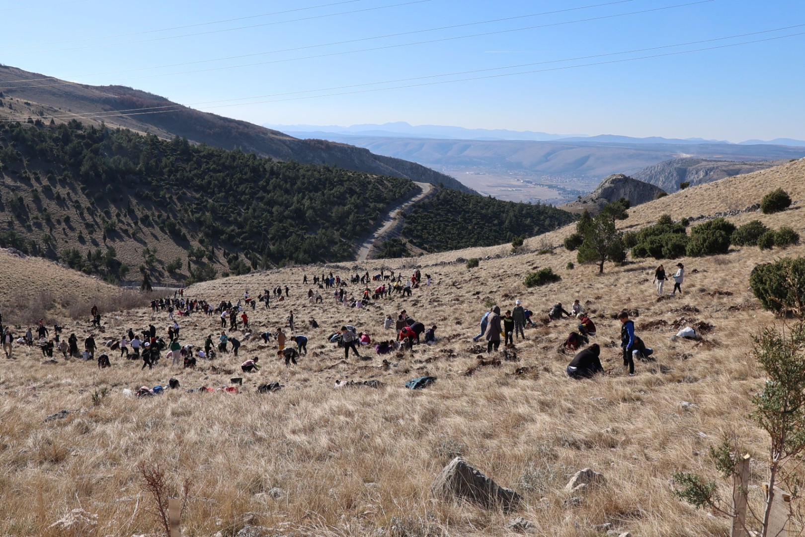 Video: Mostarski učenici posadili hiljadu sadnica crnog bora na Fortici
